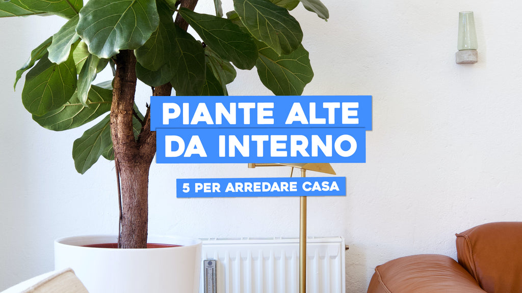 Piante da interno alte: le 5 più belle per arredare casa – Simegarden