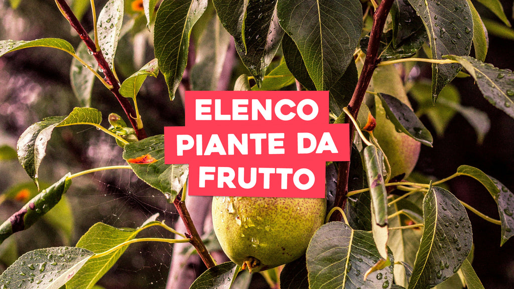 Elenco Piante da Frutto: Scopri la Varietà per il Tuo Orto – Simegarden