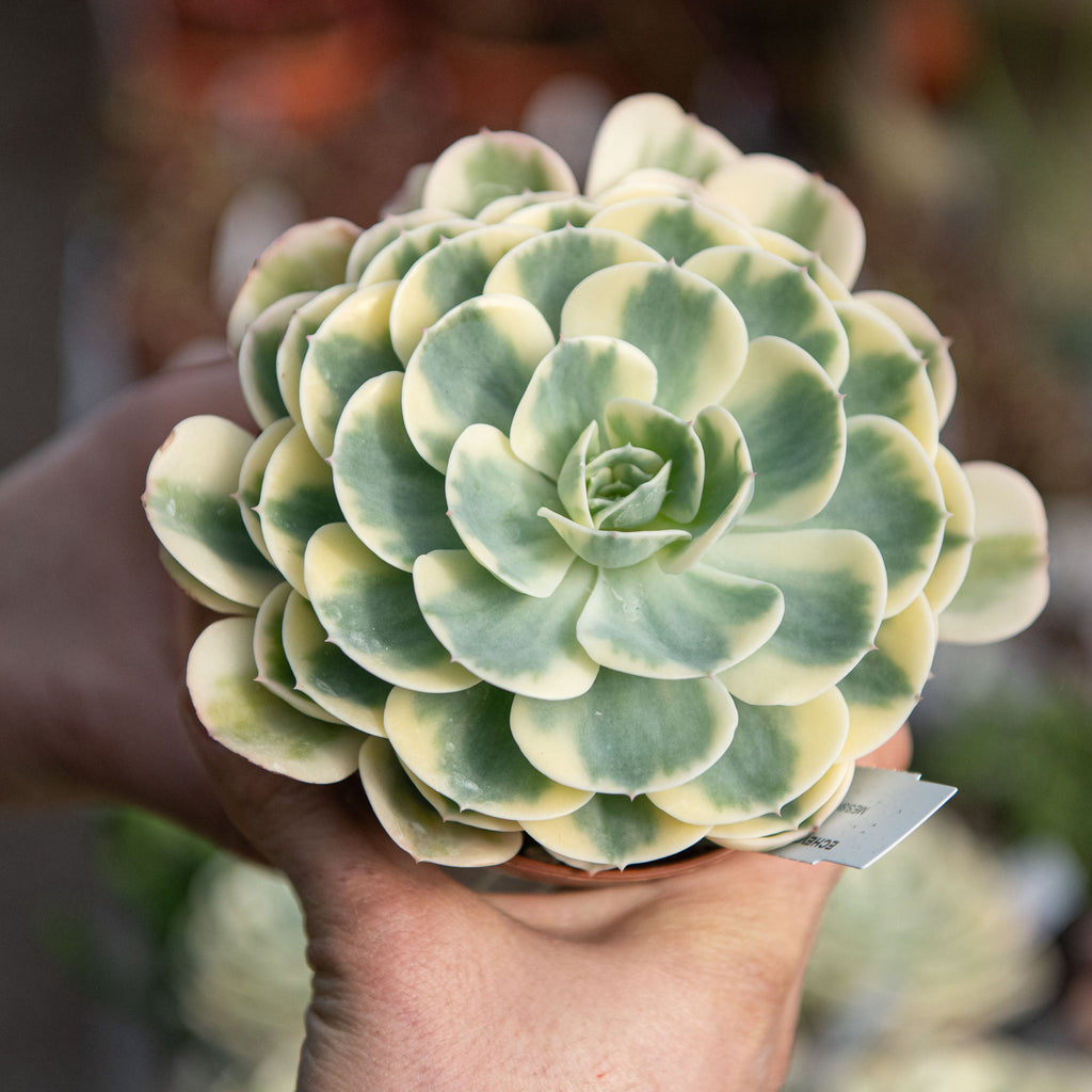 Echeveria compton carousel – Simegarden