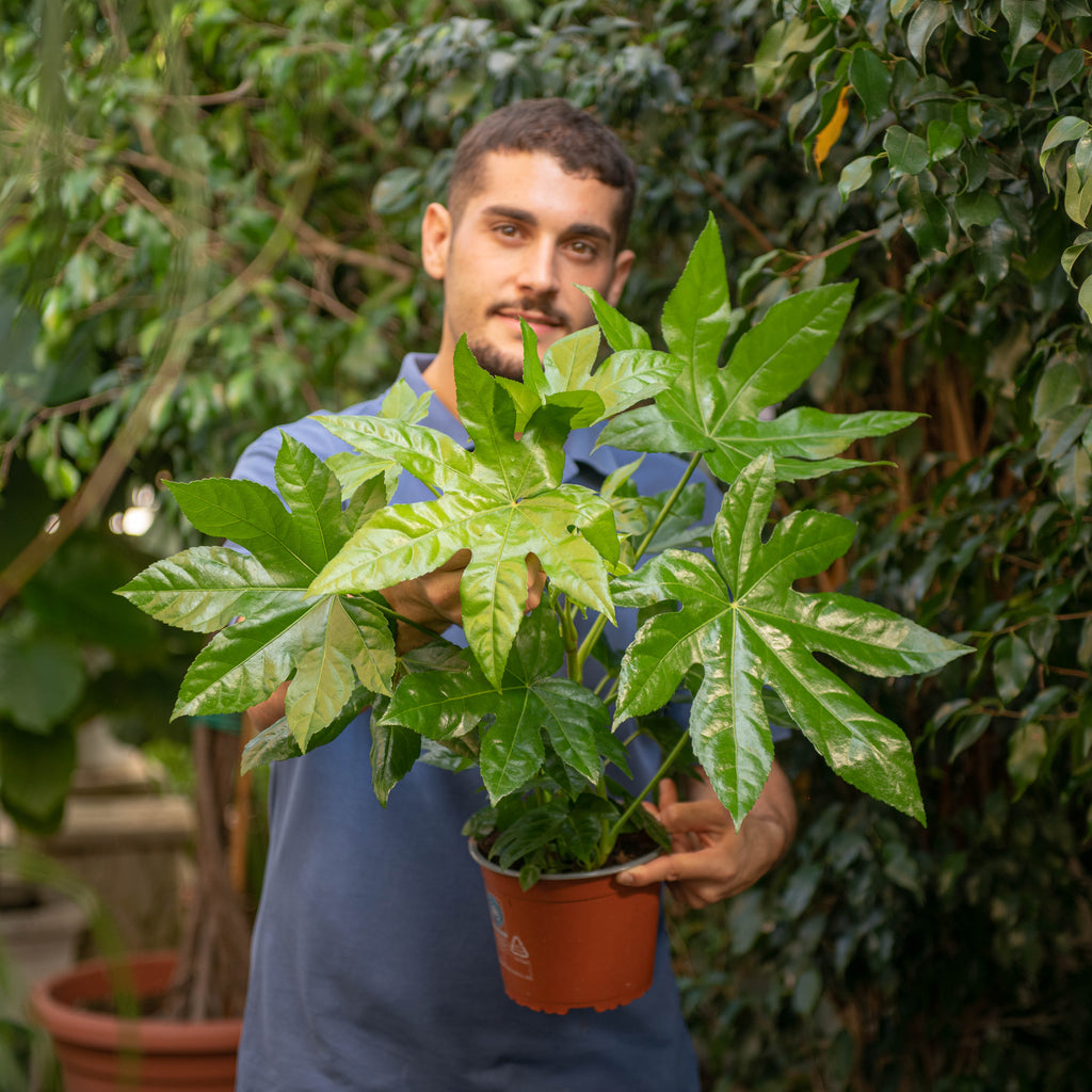 Fatsia japonica – Simegarden