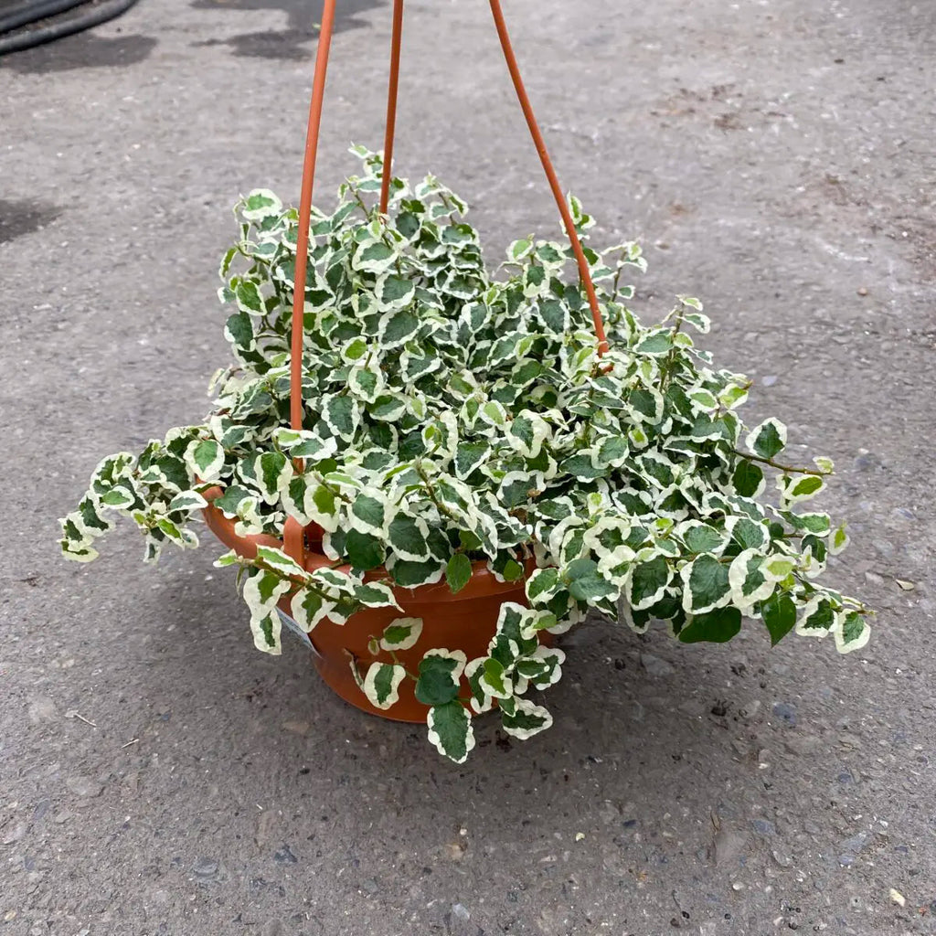 Ficus repens Variegato (Ficus pumila variegata) – Simegarden