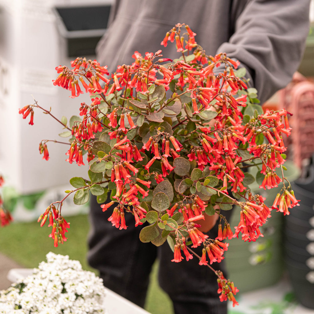 Kalanchoe manginii – Simegarden