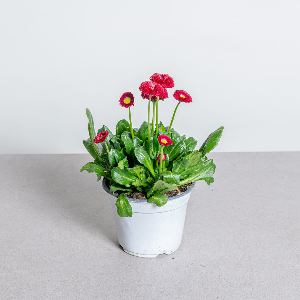Bellis perennis – Simegarden