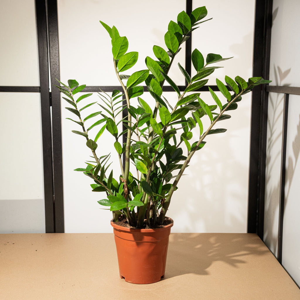Zamioculcas (Pianta di Padre Pio) – Simegarden