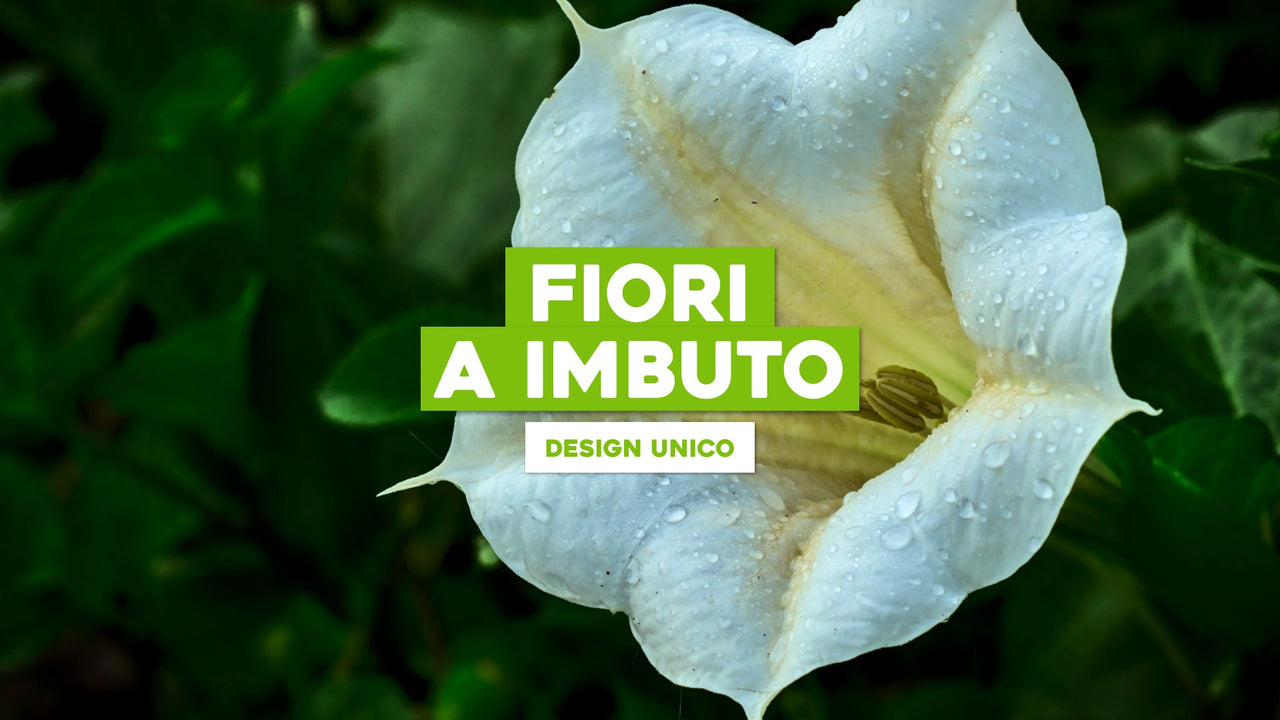 Piante con Fiori a Imbuto: Esplora la Bellezza dei Fiori dal Design Un ...