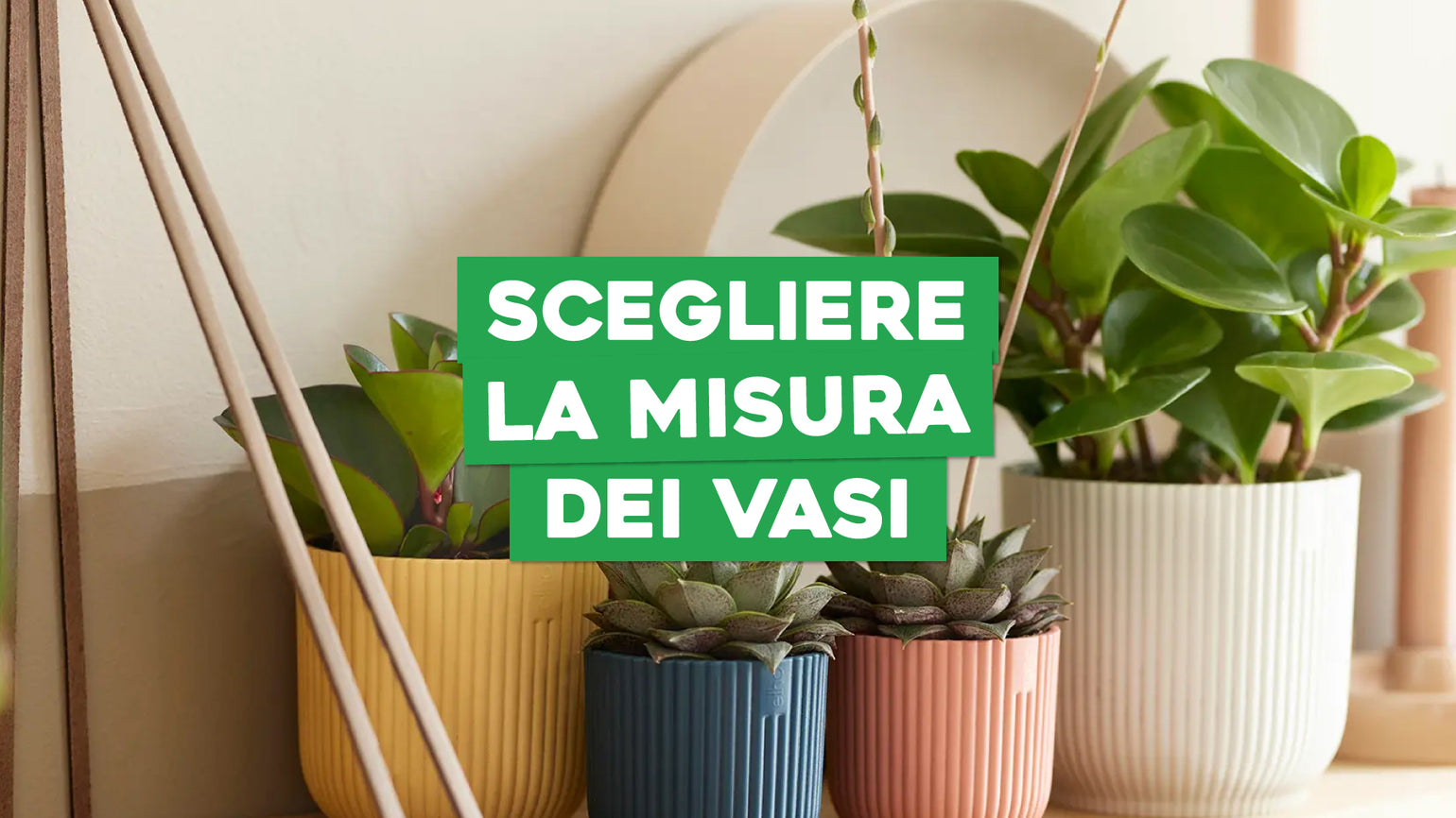 Misure Vasi Piante: Guida alla Scelta del Contenitore Perfetto – Simegarden