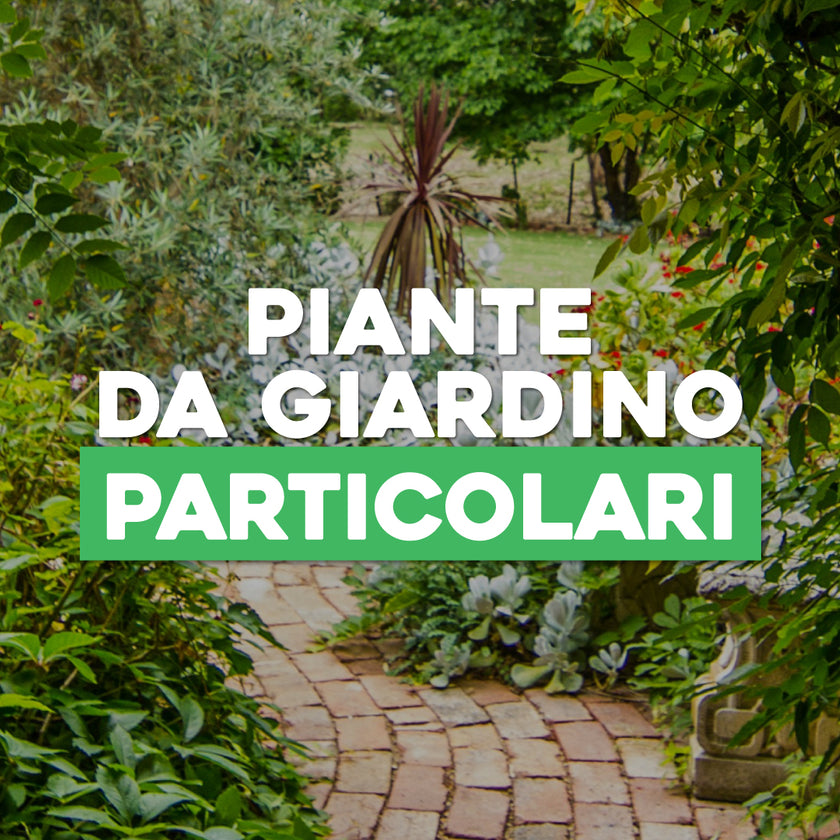 Piante da Giardino Sempreverdi con Fiori: Fioriture Continue e Persist ...