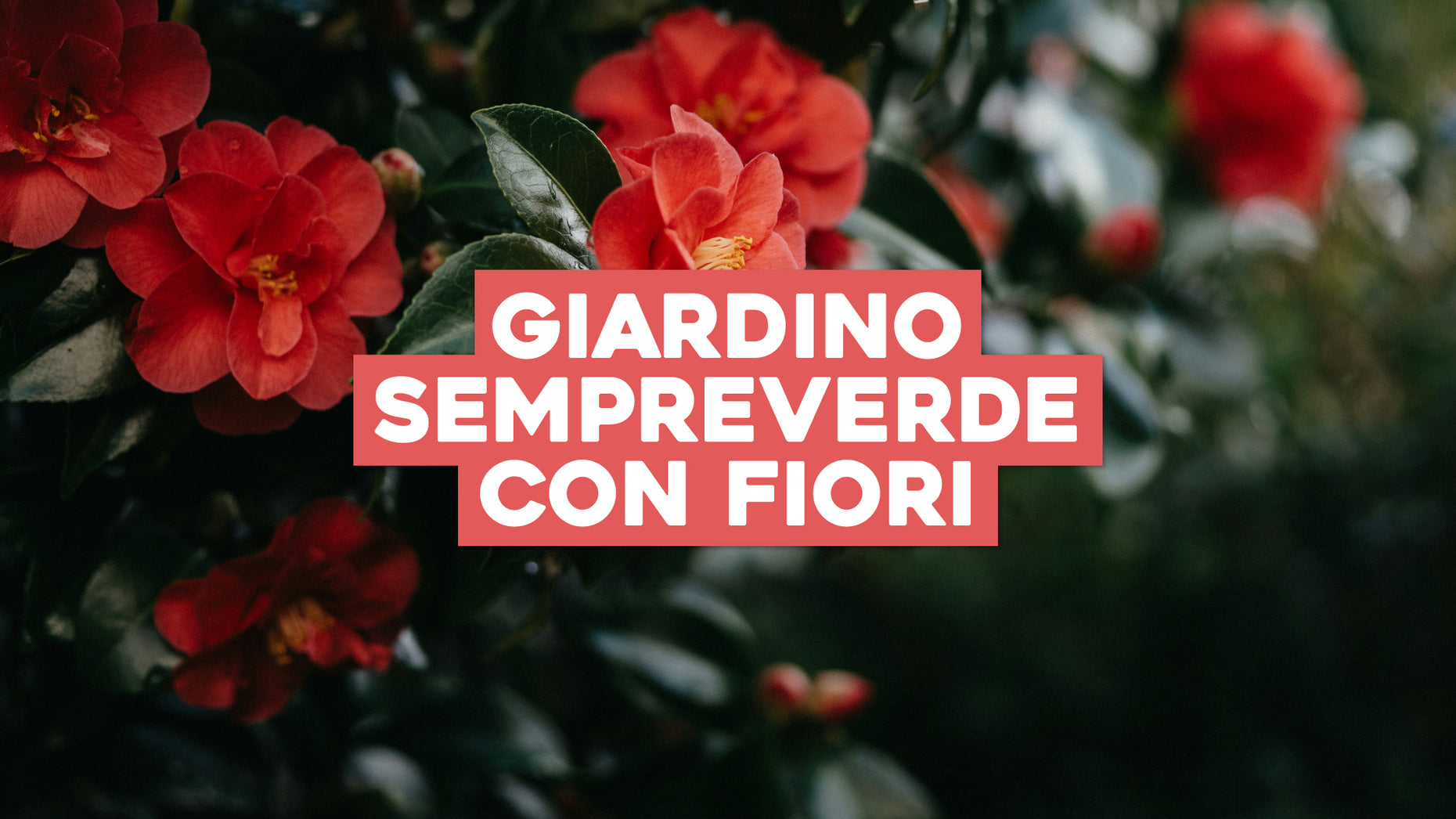 Piante da Giardino Sempreverdi con Fiori: Fioriture Continue e Persist ...