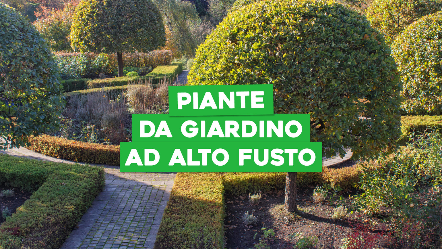 Piante da Giardino Alto Fusto: Eleganza Verticale in Ogni Stagione ...