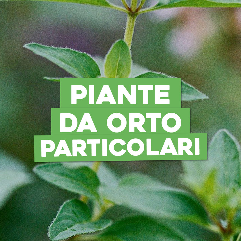 Piante da Orto Quando Piantare: Guida Sulle Migliori Tempistiche di Pi ...