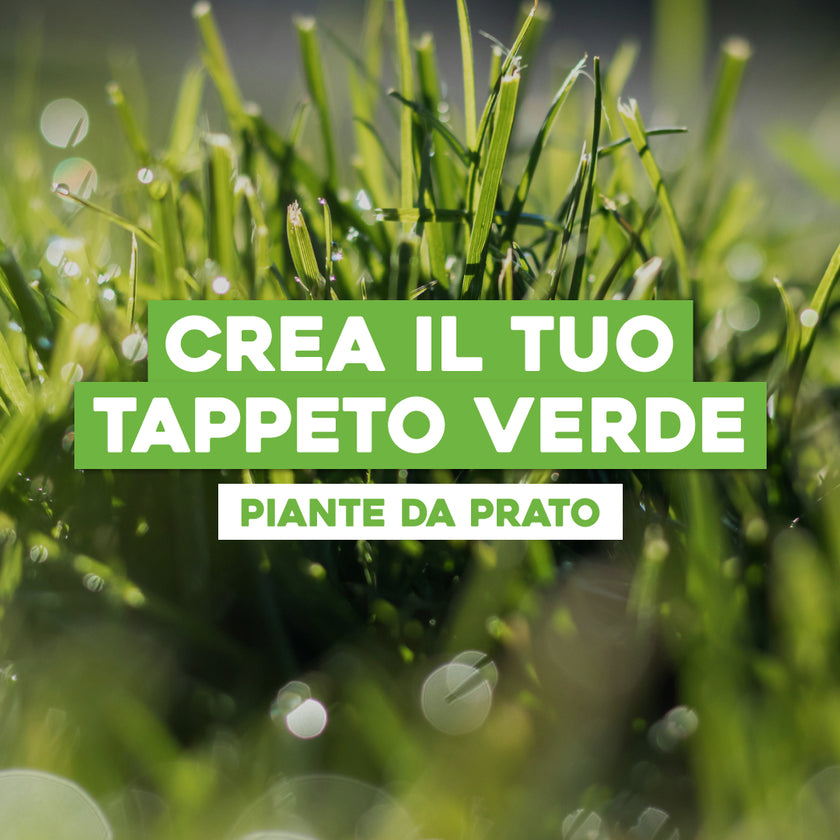 Piante da Orto Quando Piantare: Guida Sulle Migliori Tempistiche di Pi ...