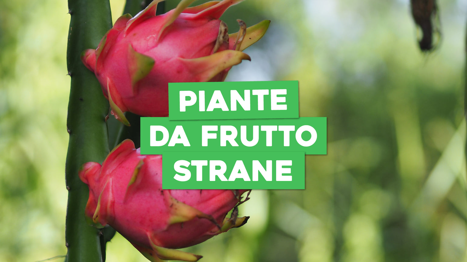 Piante da Frutto Strane: Scopri e Coltiva Varietà Uniche – Simegarden