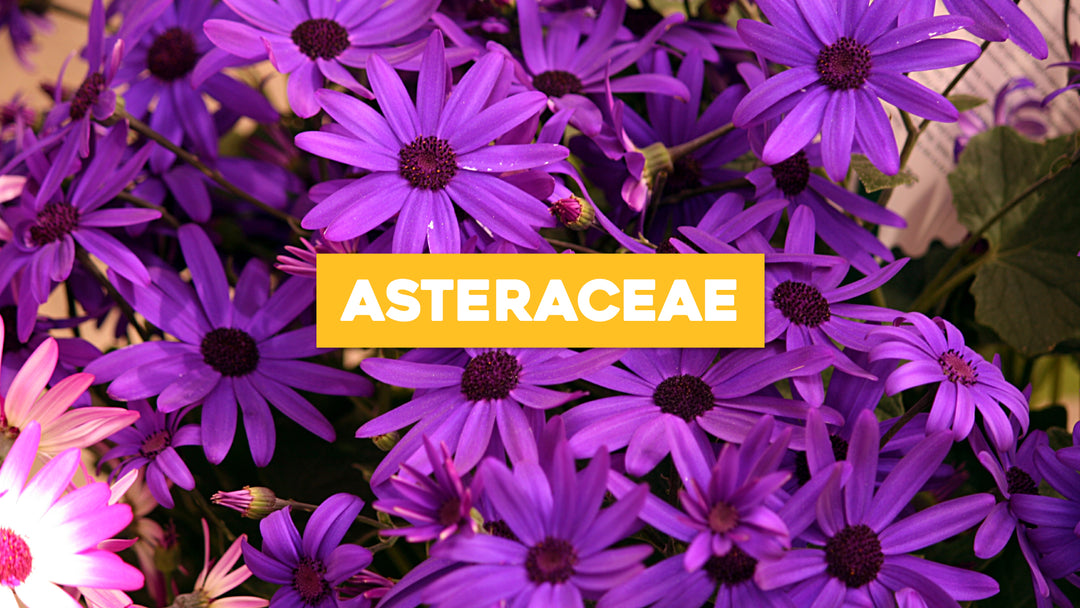 Asteraceae: Esplorando la Famiglia delle Composite – Simegarden