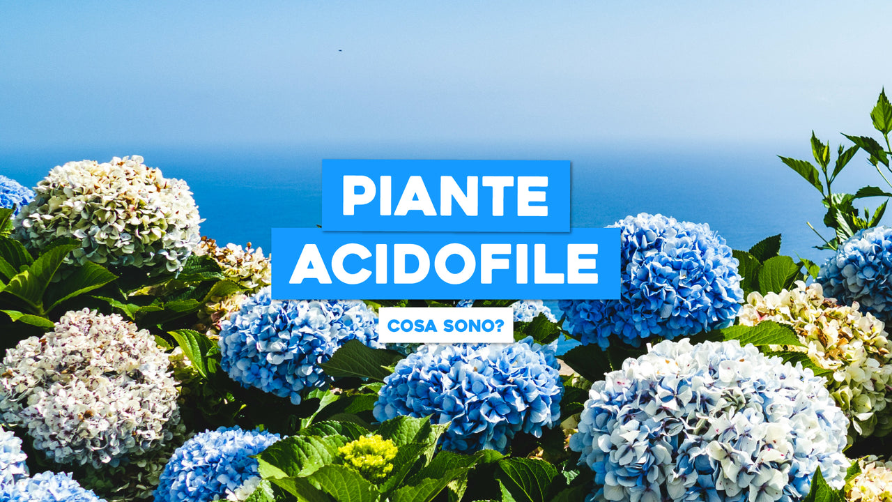 Piante Acidofile Cosa Sono: Una Guida alle Piante Amanti del Terreno A ...