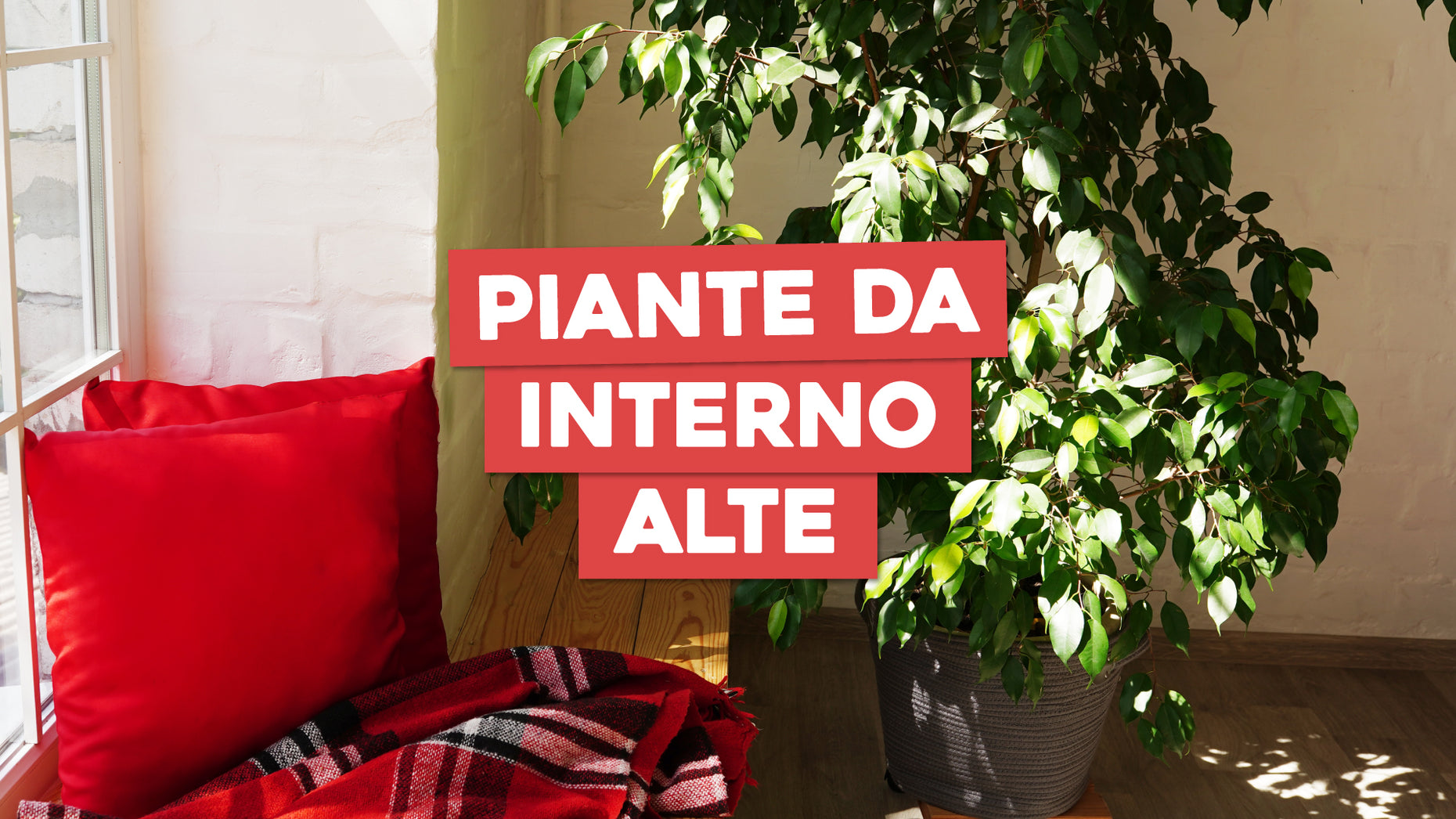 Piante da Interno Alte: Verde Che Si Eleva in Ogni Ambiente – Simegarden