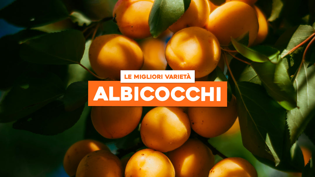 Piante Albicocco Varietà: Le Migliori Varietà per il Tuo Giardino ...