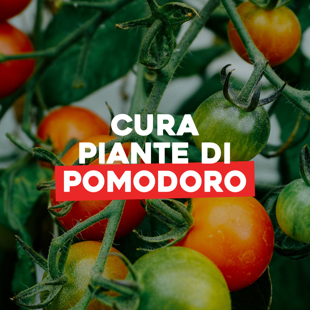 Come piantare piante grasse: i nostri consigli – Simegarden