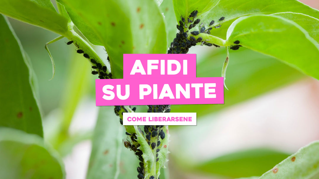 Afidi sulle Piante: Scopri Come Liberarti da Questi Piccoli Insetti ...
