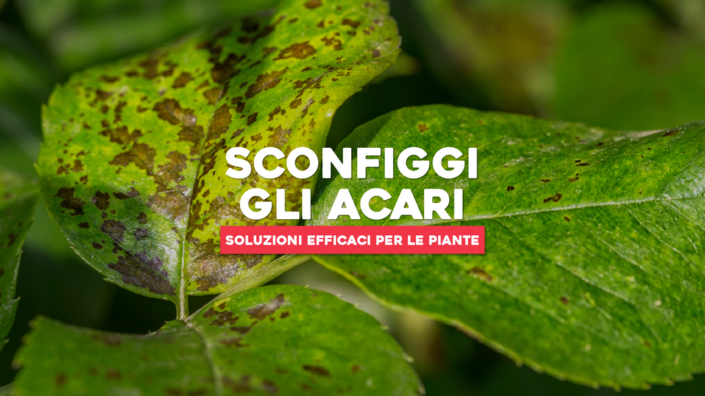 Come difendersi dagli acari delle piante: Rimedi efficaci e naturali ...