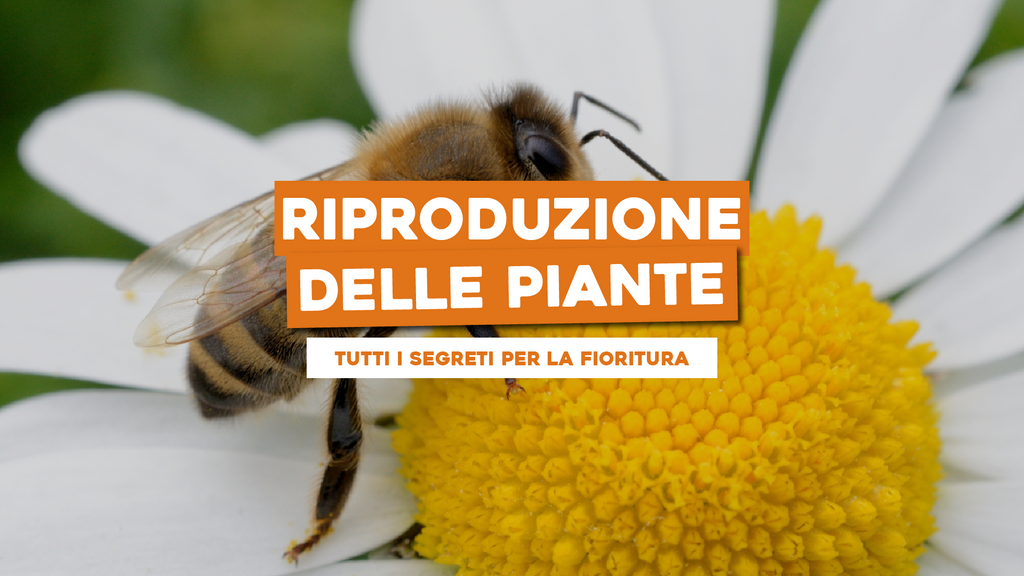 Piante Amiche delle Api: Contribuisci alla Biodiversità nel Tuo Giardi ...