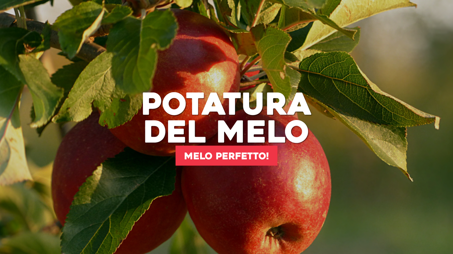 Come Potare le Piante di Melo: Guida Pratica per la Fruttificazione ...