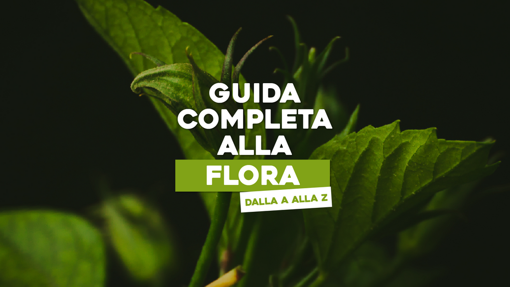 Piante e Fiori dalla A alla Z: Una Guida Completa alla Flora – Simegarden