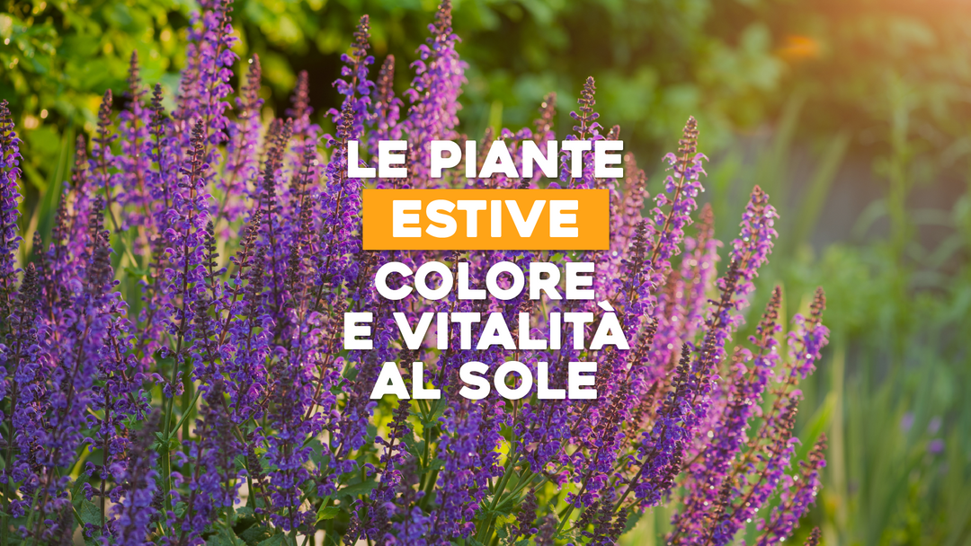 Piante Estive: Colore e Vitalità sotto il Sole Estivo – Simegarden