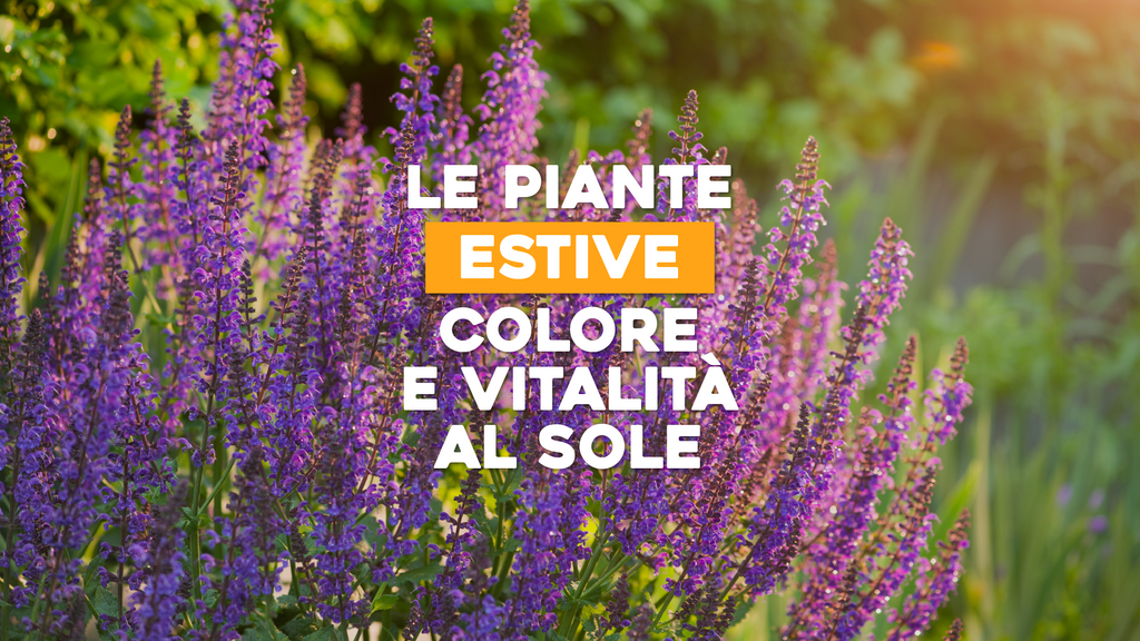 Piante Estive: Colore e Vitalità sotto il Sole Estivo – Simegarden