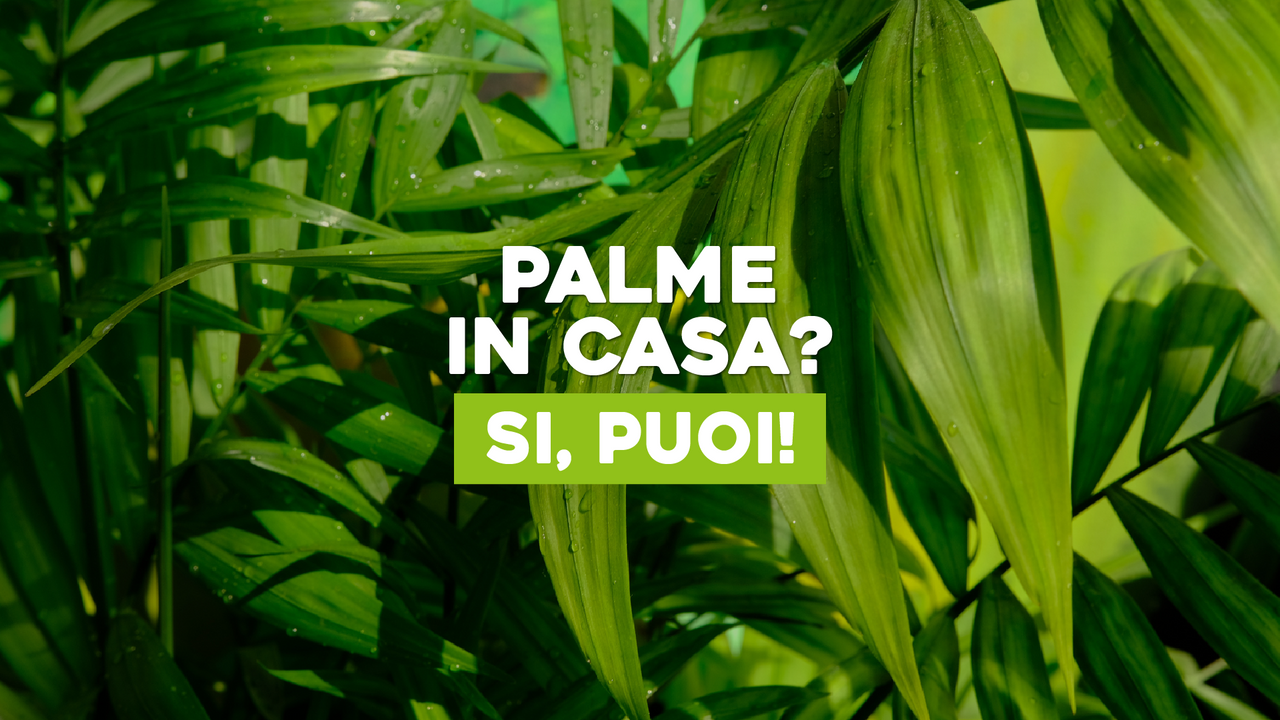Piante da Interno Tipo Palma: Verde Rigoglioso in Casa Tua – Simegarden