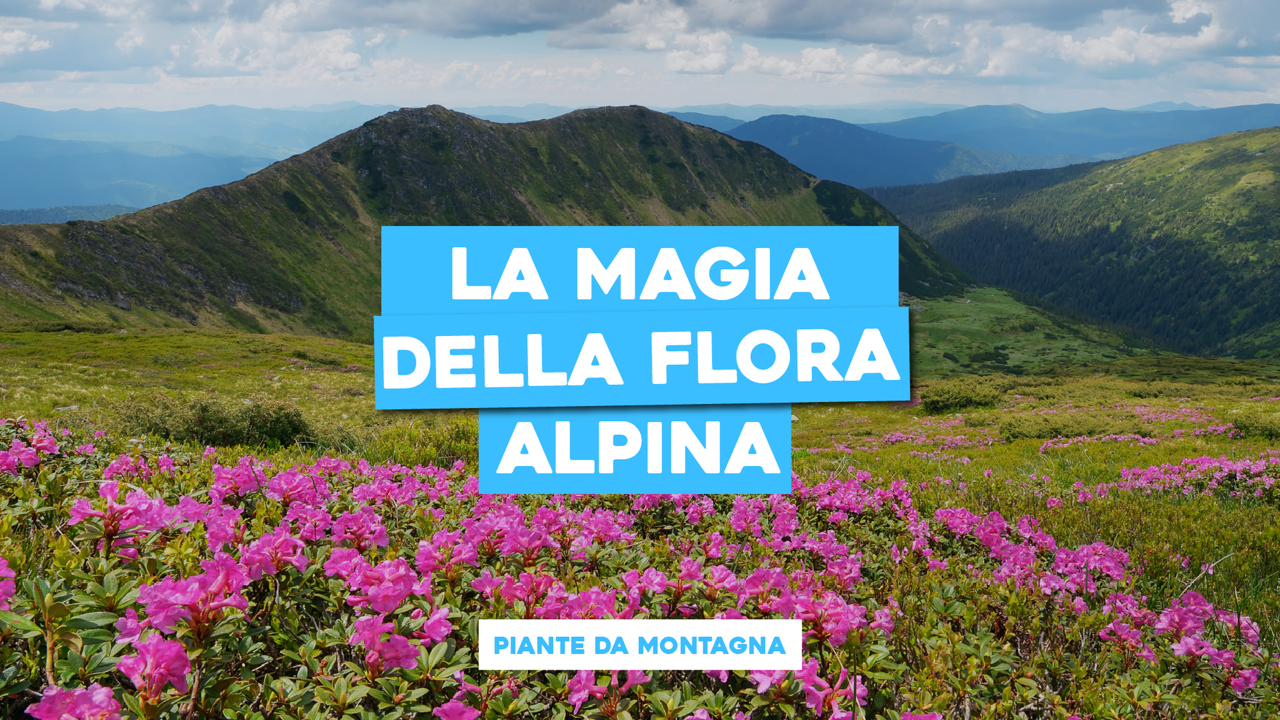 Piante da Montagna: Scopri la Bellezza della Flora Alpina – Simegarden
