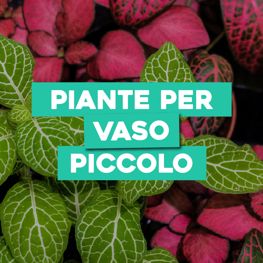 Piante da Vaso Perenni: Bellezza Che Ritorna Ogni Anno – Simegarden