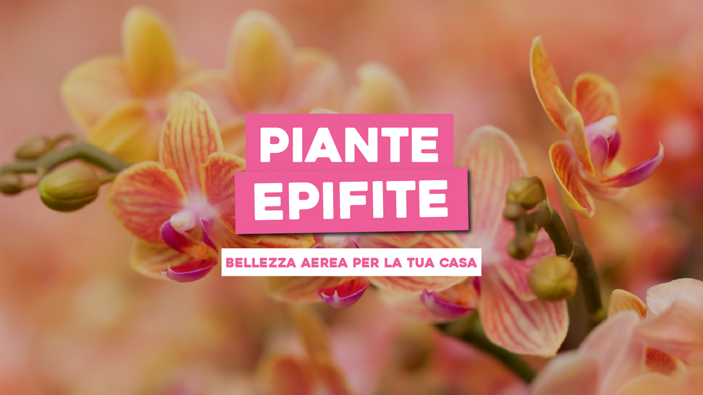 Piante Epifite da Appartamento: Bellezza Aerea senza Complicazioni ...