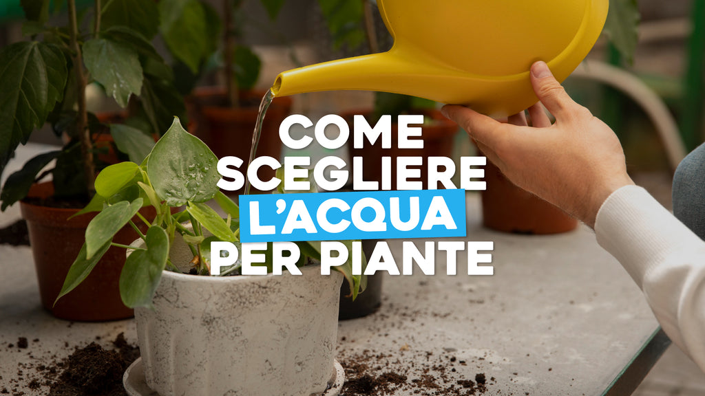 Acqua per piante: quale usare e qual è la migliore – Simegarden