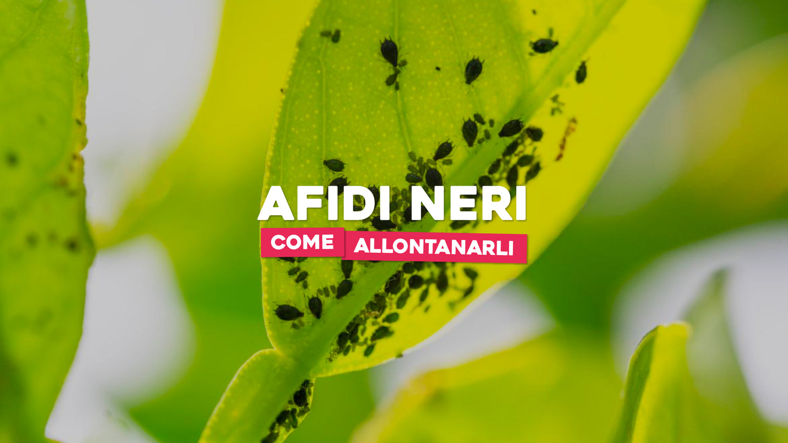 Afidi neri piante – Simegarden