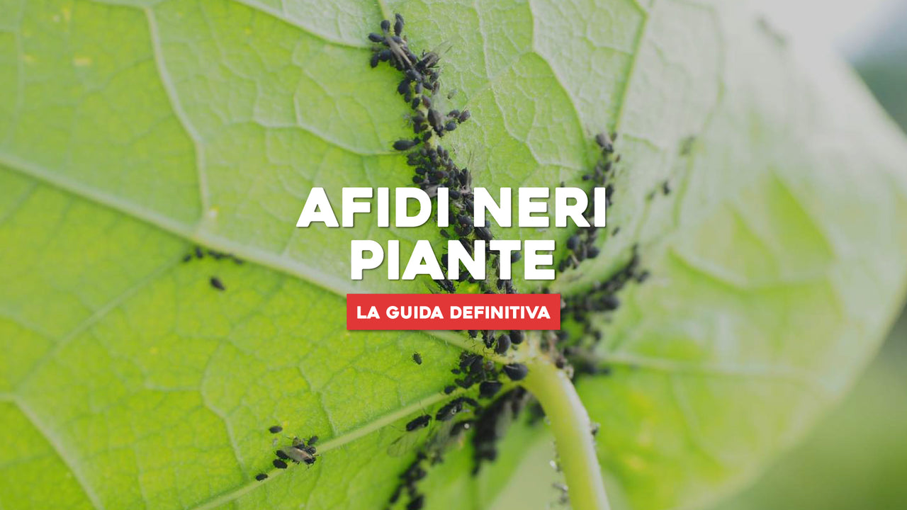 Afidi neri piante: la guida definitiva – Simegarden