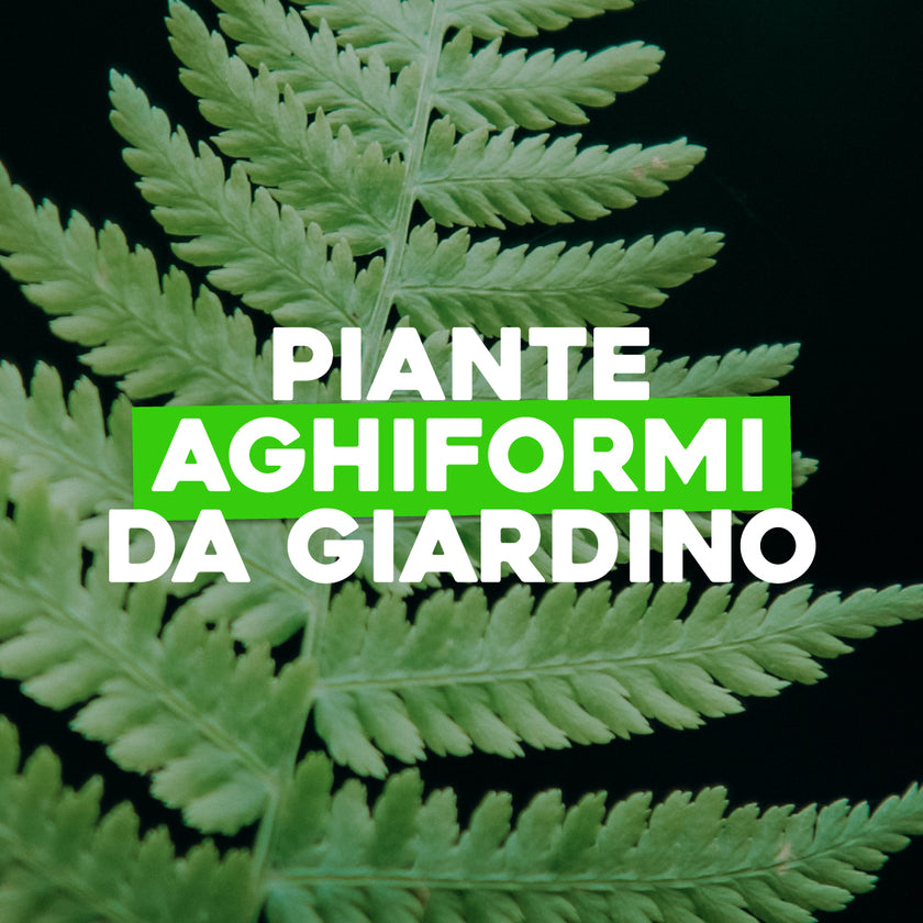Piante Acidofile Cosa Sono: Una Guida alle Piante Amanti del Terreno A ...