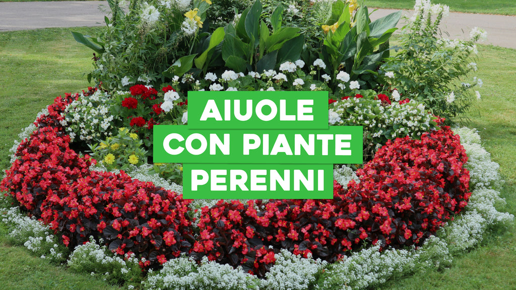 Aiuole con piante perenni: come attrezzarle al meglio – Simegarden