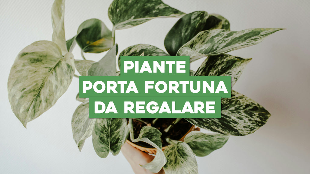Piante da Regalare per Casa Nuova: Verde che Porta Buona Fortuna ...