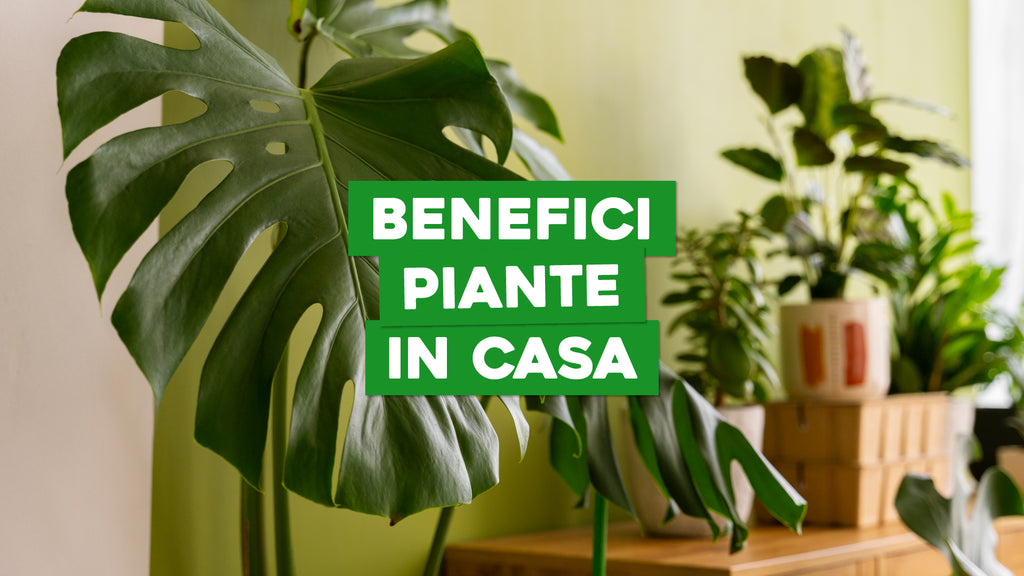 Benefici piante in casa: tutto quello che devi sapere – Simegarden