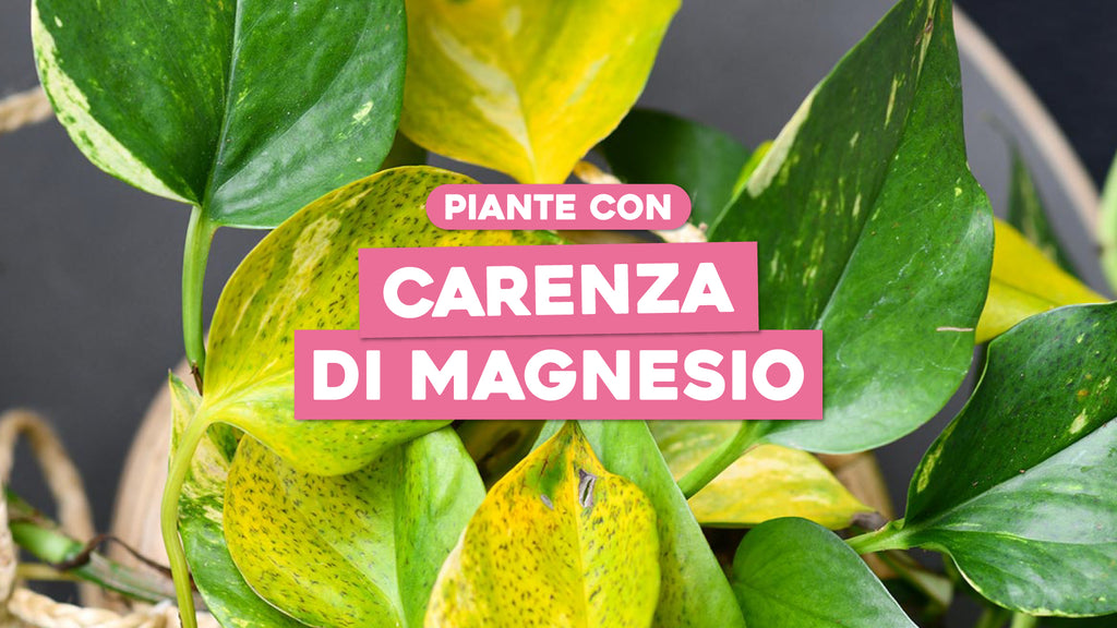 Carenza magnesio piante: tutti i rimedi – Simegarden