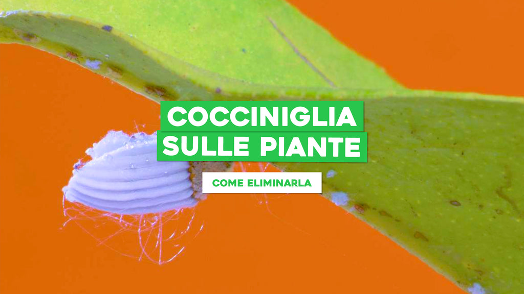Cocciniglia sulle piante: come eliminarla e rimedi – Simegarden