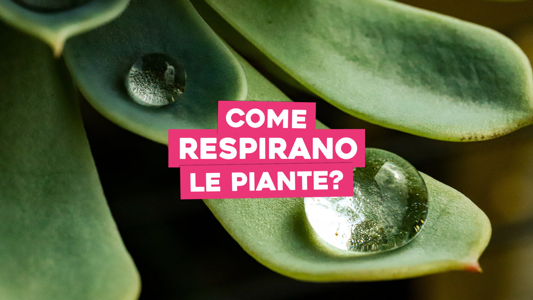 Come avviene la respirazione delle piante – Simegarden