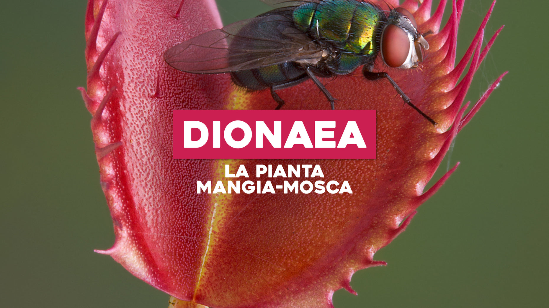 Piante Carnivore Dionaea: Conosci la Famosa Pianta Mangia-Mosca ...