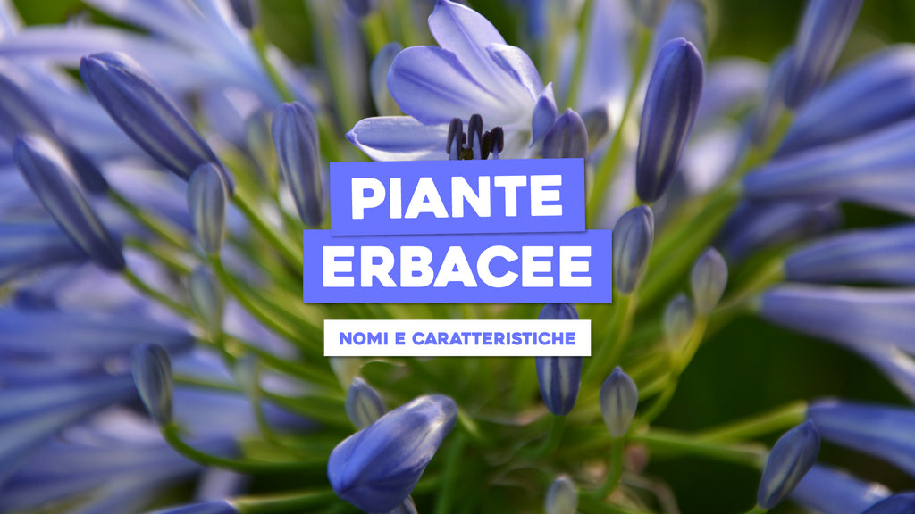Piante erbacee: definizione, nomi e caratteristiche – Simegarden