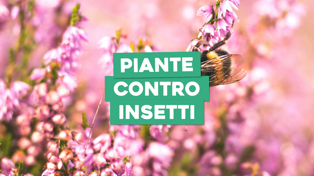 Piante Contro Insetti: Soluzioni Verdi per Tenere Lontani gli Insetti ...