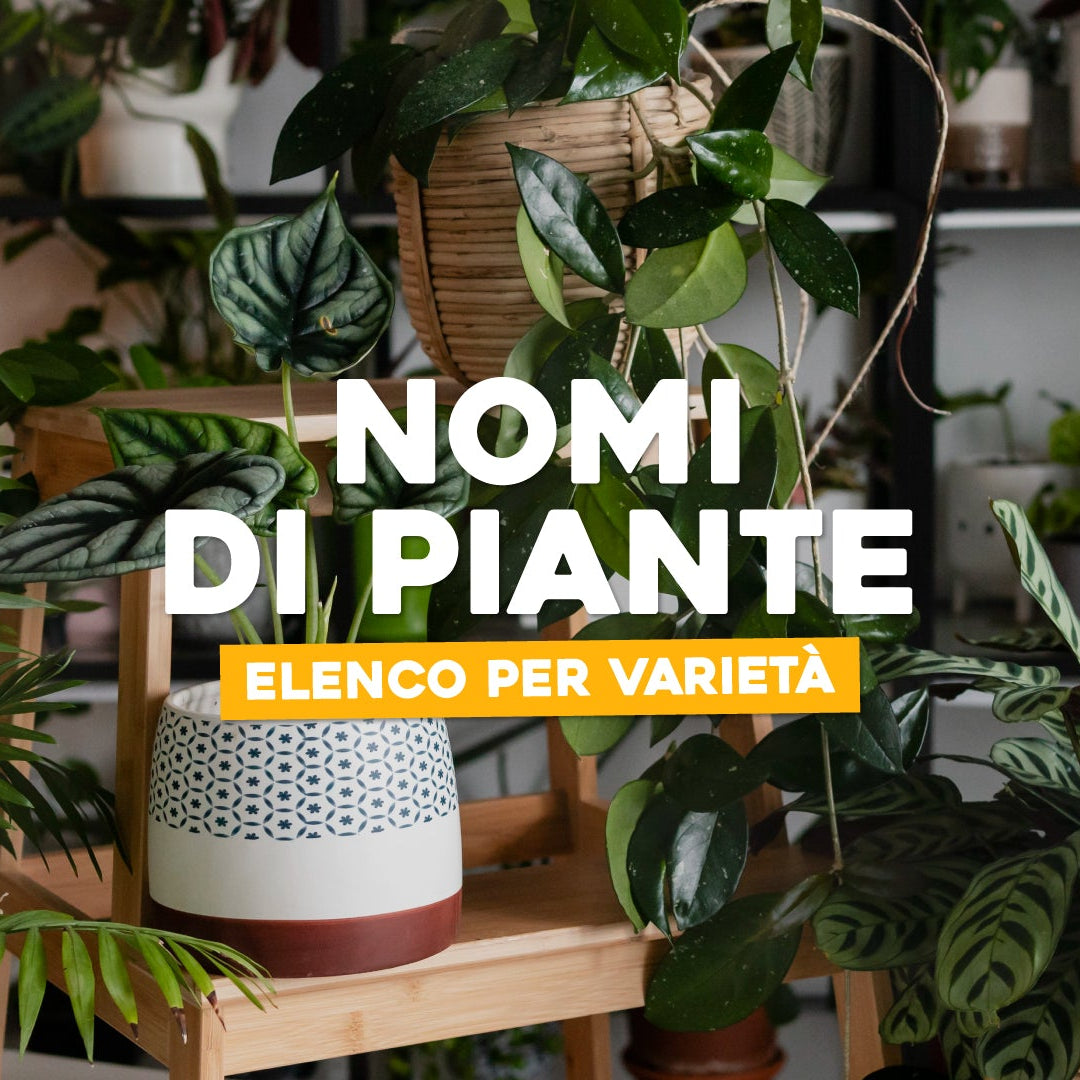 Piante strane: 6 varietà da coltivare in casa – Simegarden