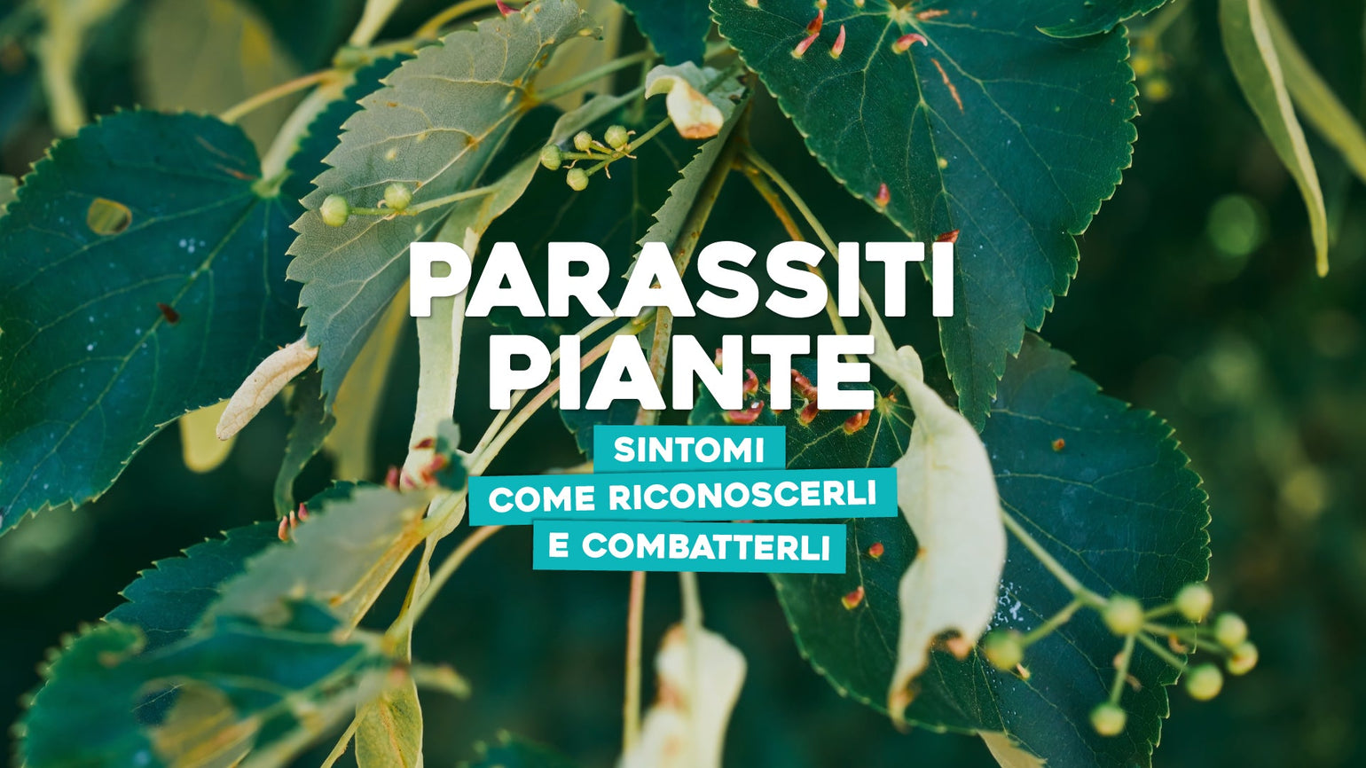 Parassiti piante: sintomi, come riconoscerli e combatterli – Simegarden