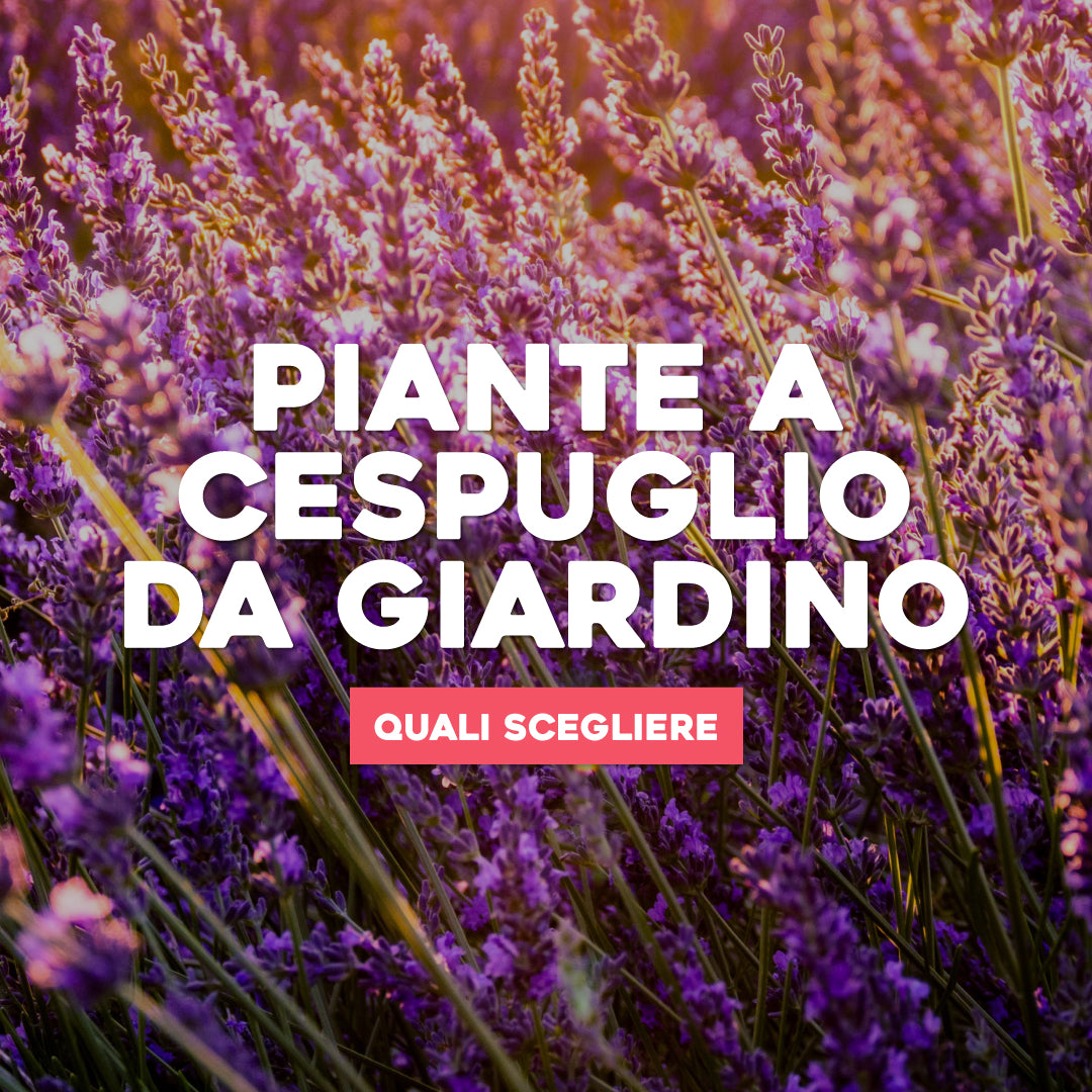 Piante da ombra per la casa, il balcone o il giardino – Simegarden