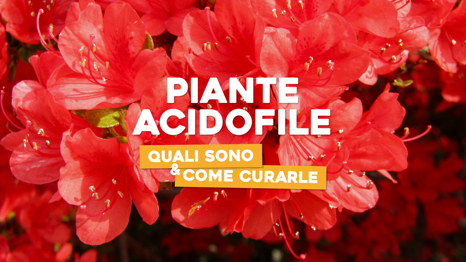 Piante acidofile: quali sono, elenco e come curarle – Simegarden