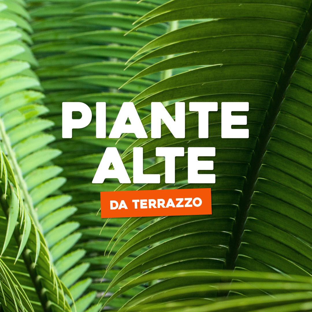 Piante a foglia larga: 6 per casa e giardino – Simegarden